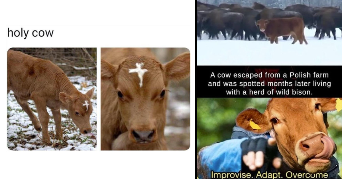 20 Cow Memes for Bovine Appreciators With a Bullish Sense of Humor ...