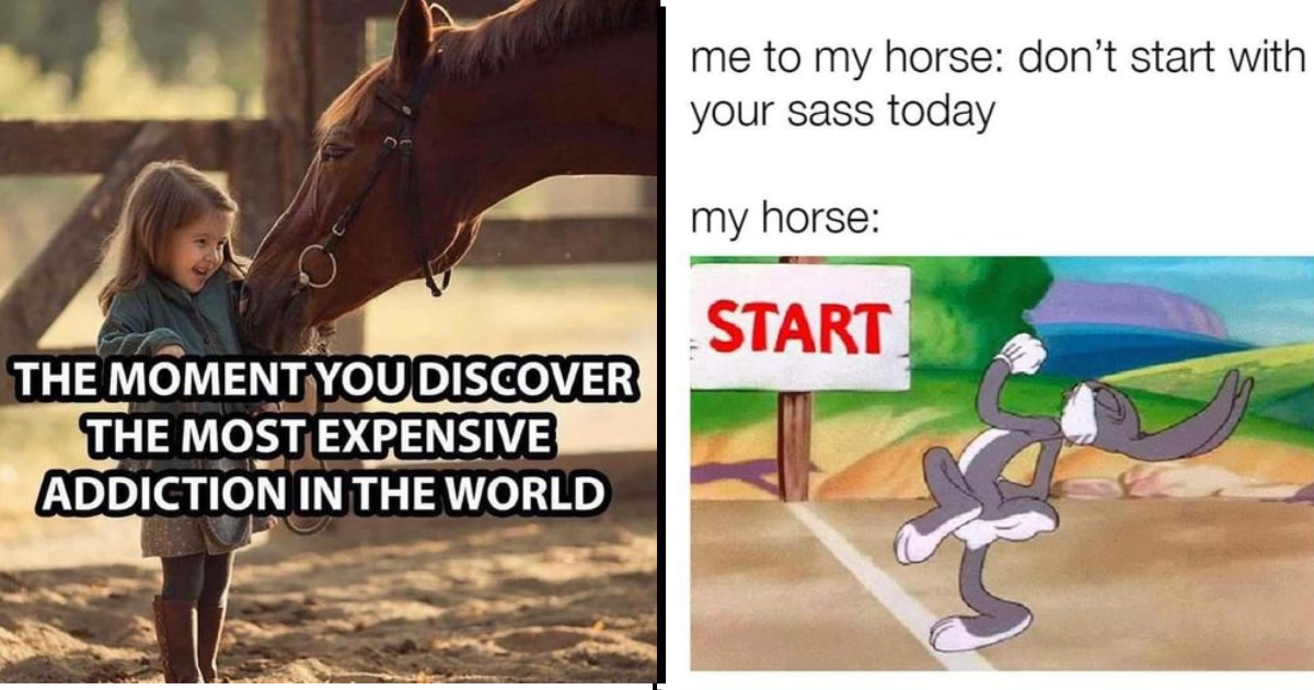 25+ Horse and Mare Memes for the Ecstatically Eloquent Equestrian Crowd ...