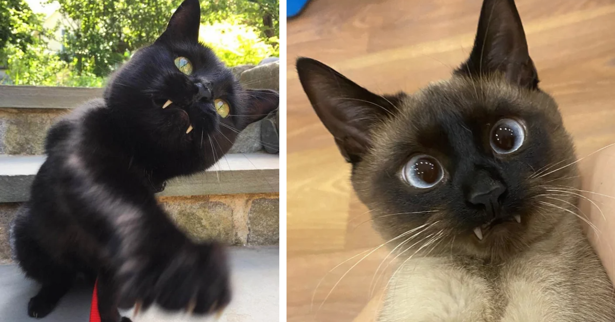 Fang-tastic Felines: 20 Count Cat-ula Snapshots - I Can Has Cheezburger?