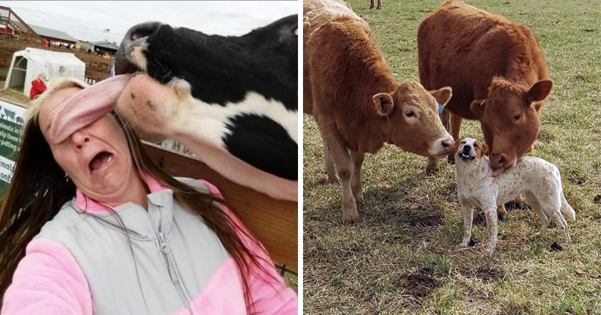 20 Totally A-moo-sing Pics & Gifs Of Cows Licking Literally Everyone For Some Much Needed Cow ...