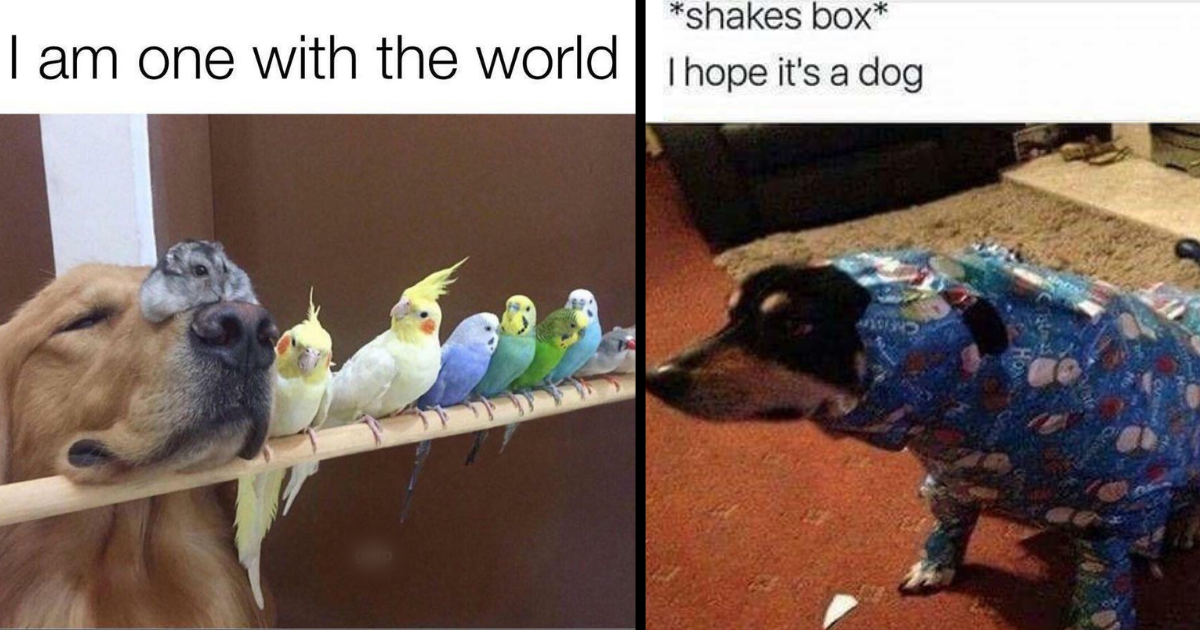 35+ Wholesome Animal Pics And Memes To Start The Weekend With A ...