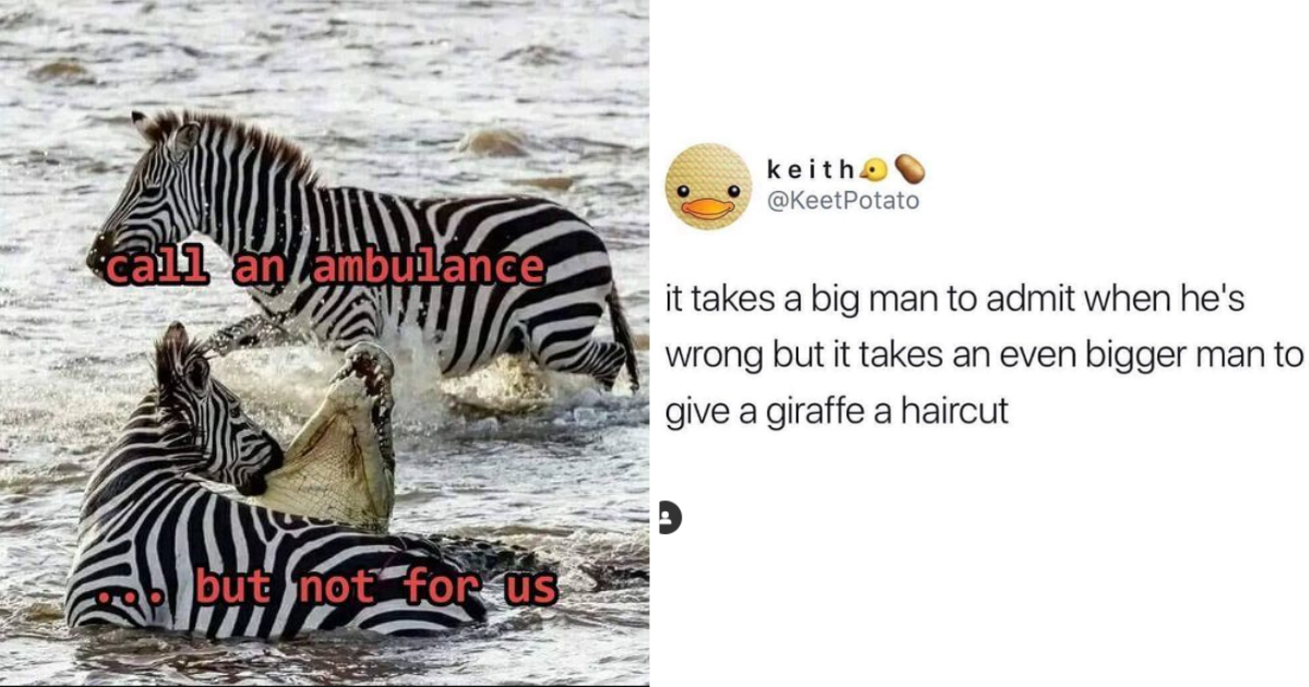 Wildlife Meme-Umentary - 19 Wildlife Animal Memes That Put Animal ...