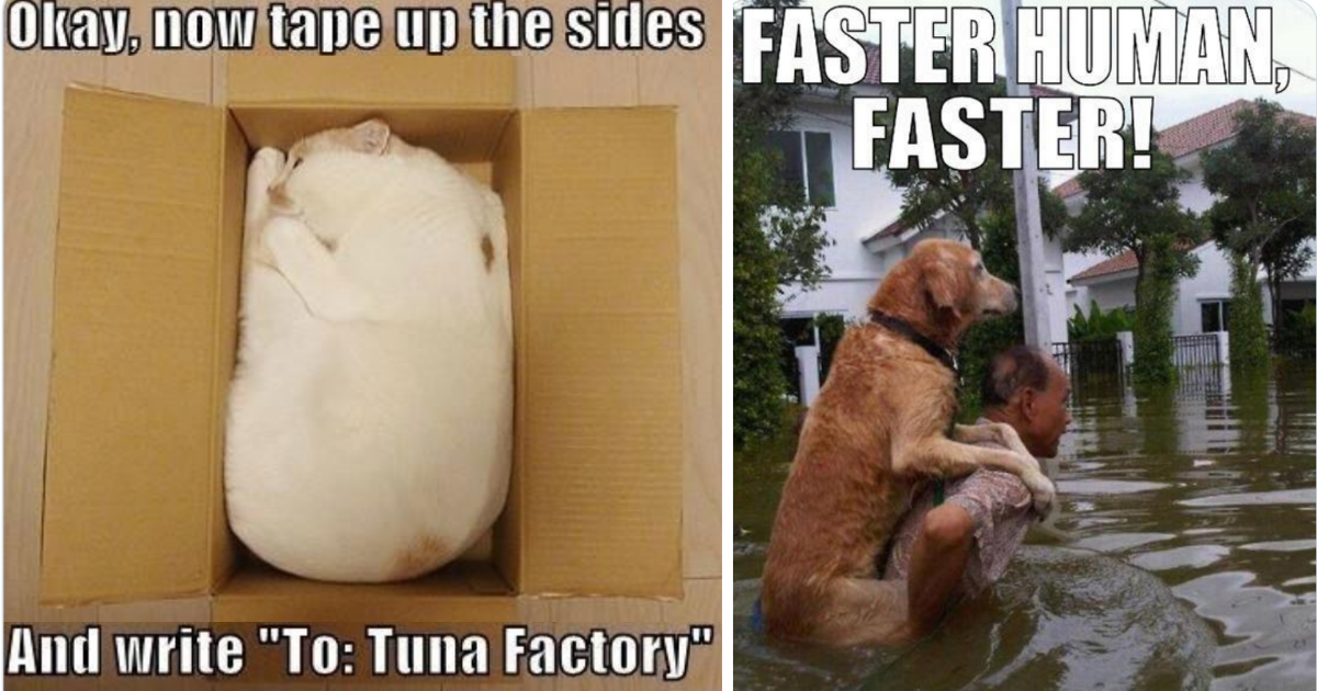 35 Seriously Silly Animal Memes To Scroll Through On A Long, Leisurely ...