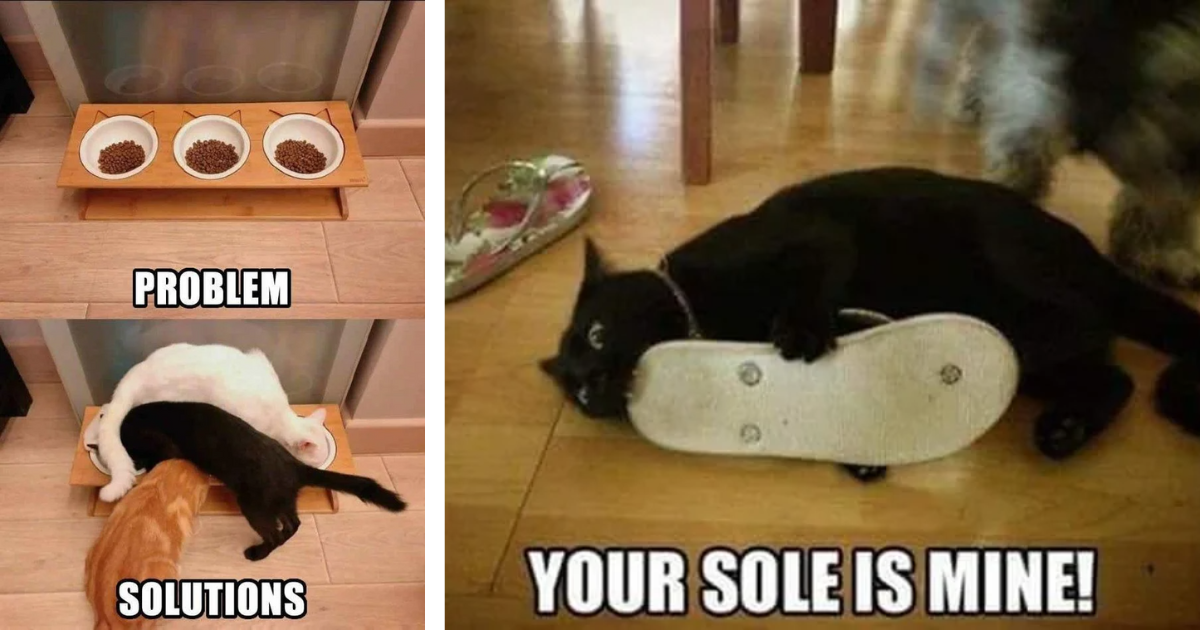 Me-Meow: 21 Purrfect Memes For Cat Lovers - I Can Has Cheezburger?