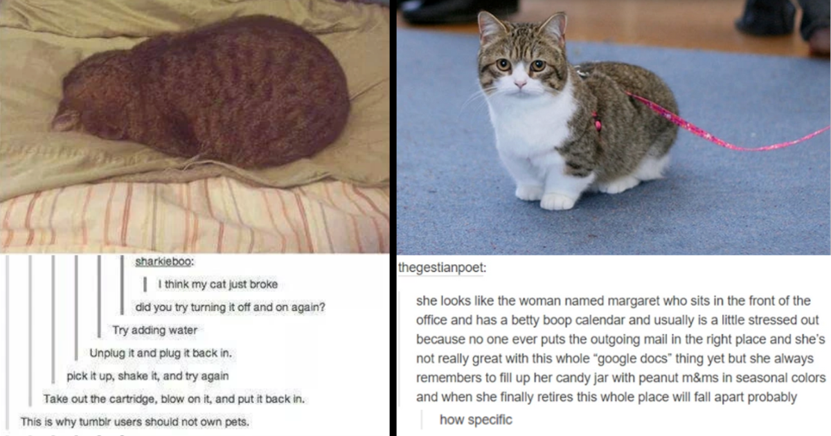 The Golden Age Of The Internet: 40+ Comical Cat Posts From Tumblr For A ...