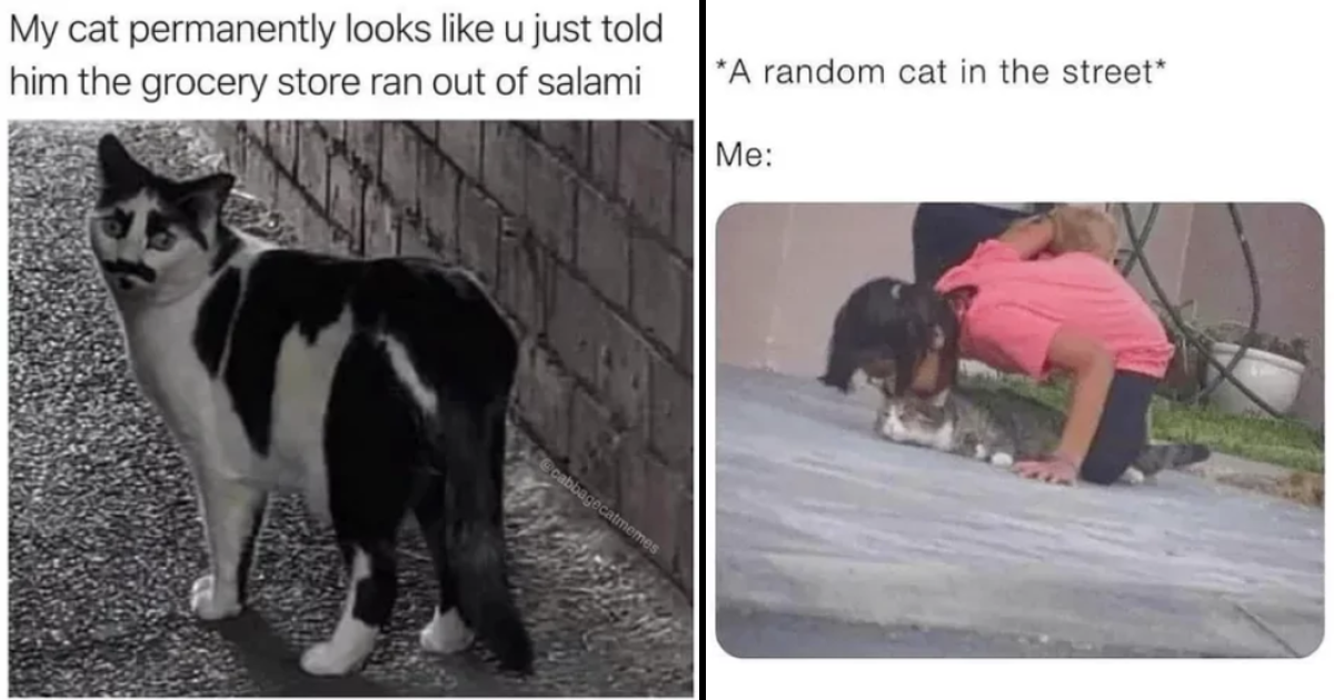 Weekly Treat of Cat Memes For Feline Fanatics (July 12, 2023 ...