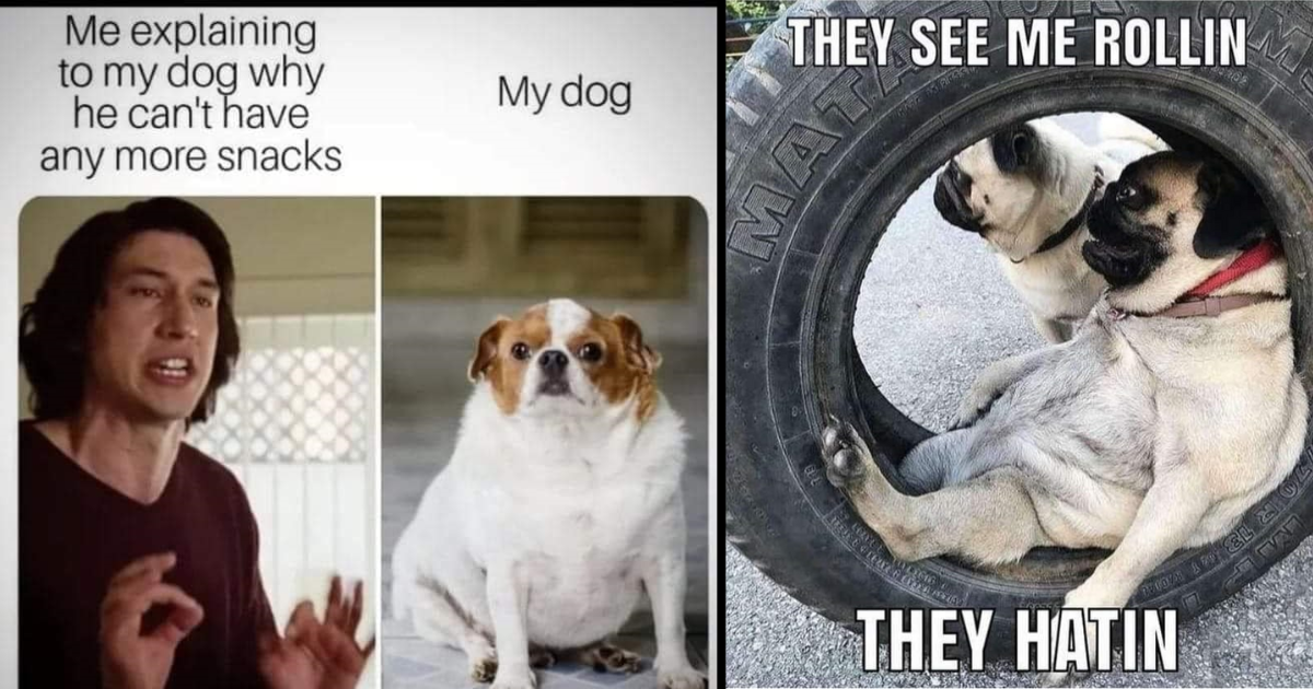 35+ Hilarious Dog Memes for Canine Enthusiasts (July 12, 2023) - Memebase - Funny Memes