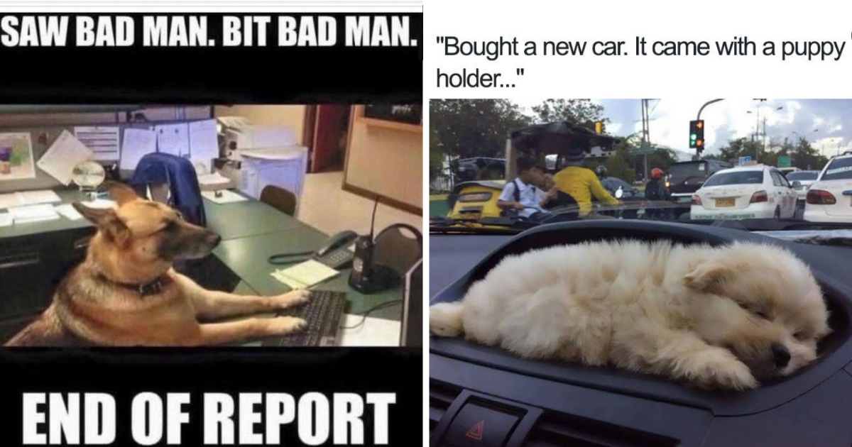 Canine Comedy - 16 Hilariously Wholesome Dog Memes While You ...