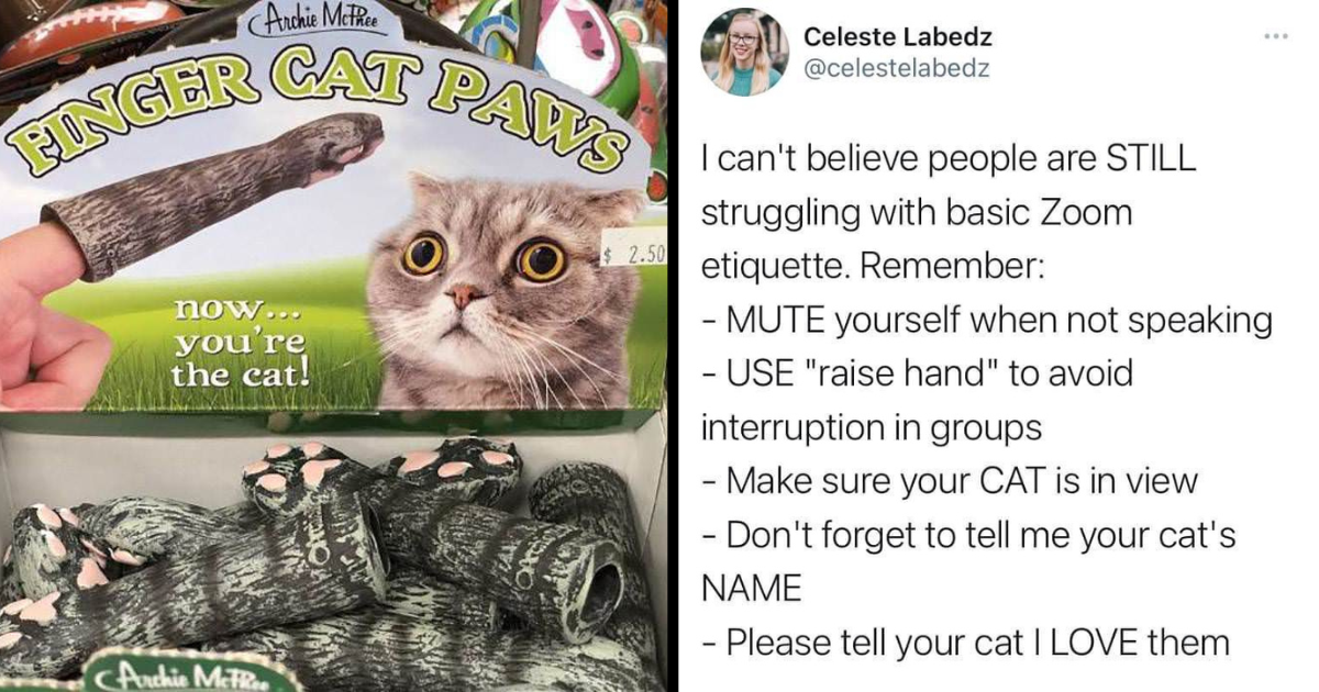 35+ Hilarious Cat Memes To Help You Laugh Through The Pain Of Finishing ...