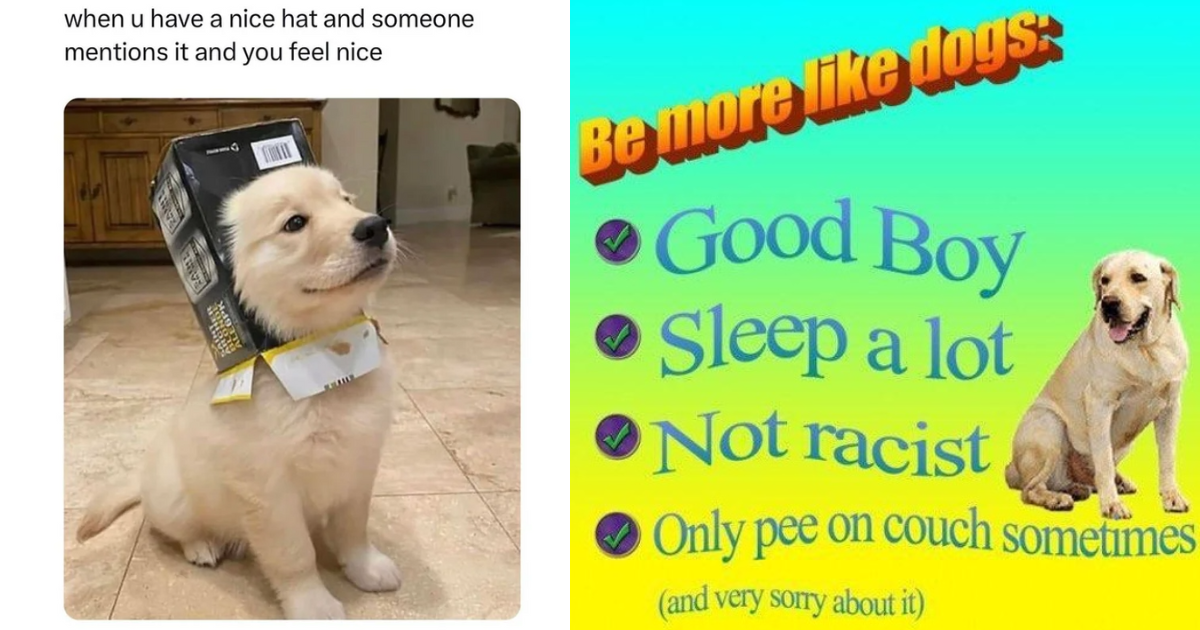 20 Pawsome Memes That Prove Dogs Really are Man's Best Friend - Animal ...