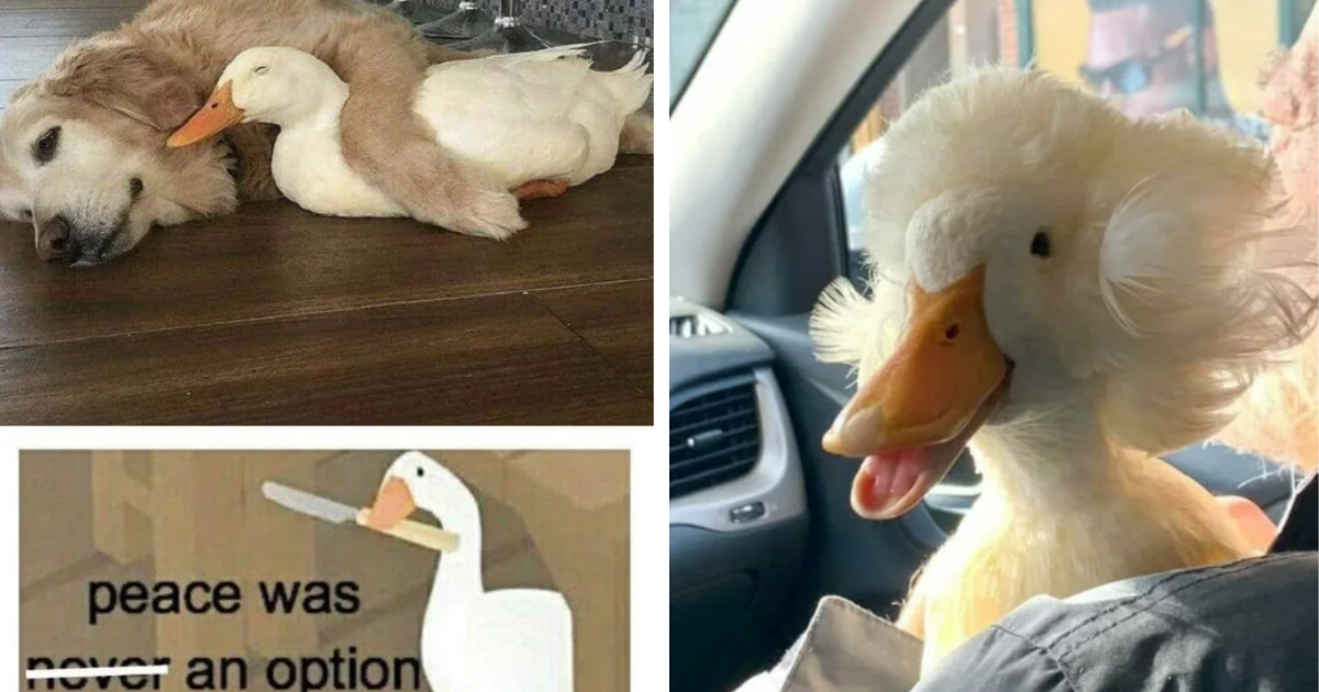 A Magical Medley Of 21 Wacky And Whimsical Memes And Pics Of Awesome ...