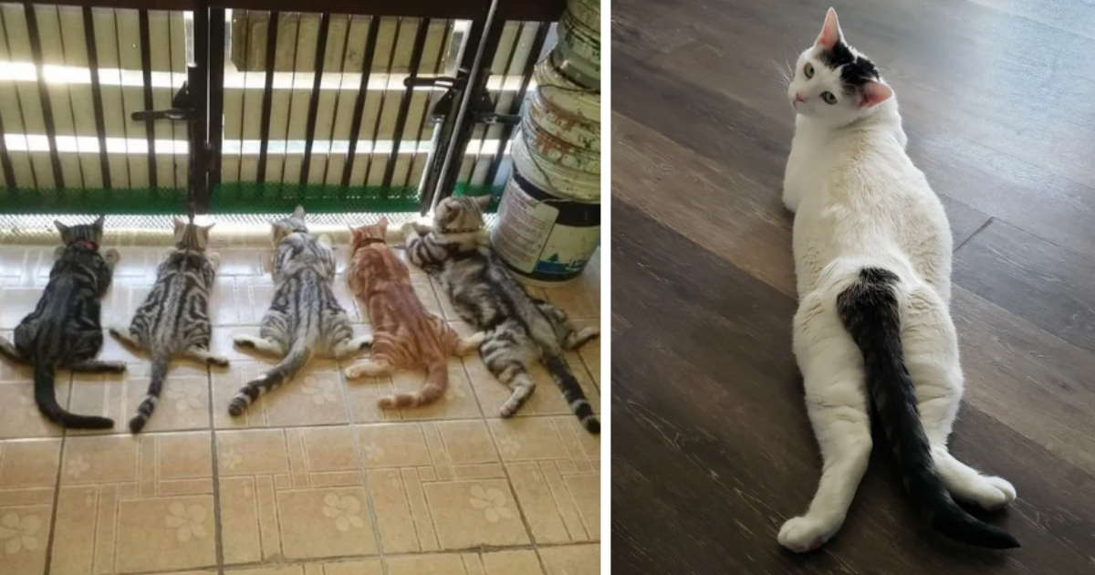 Spectacularly Spiffy Sploots: 17 Purrfect Pics Of Fantasticaly Flexible ...