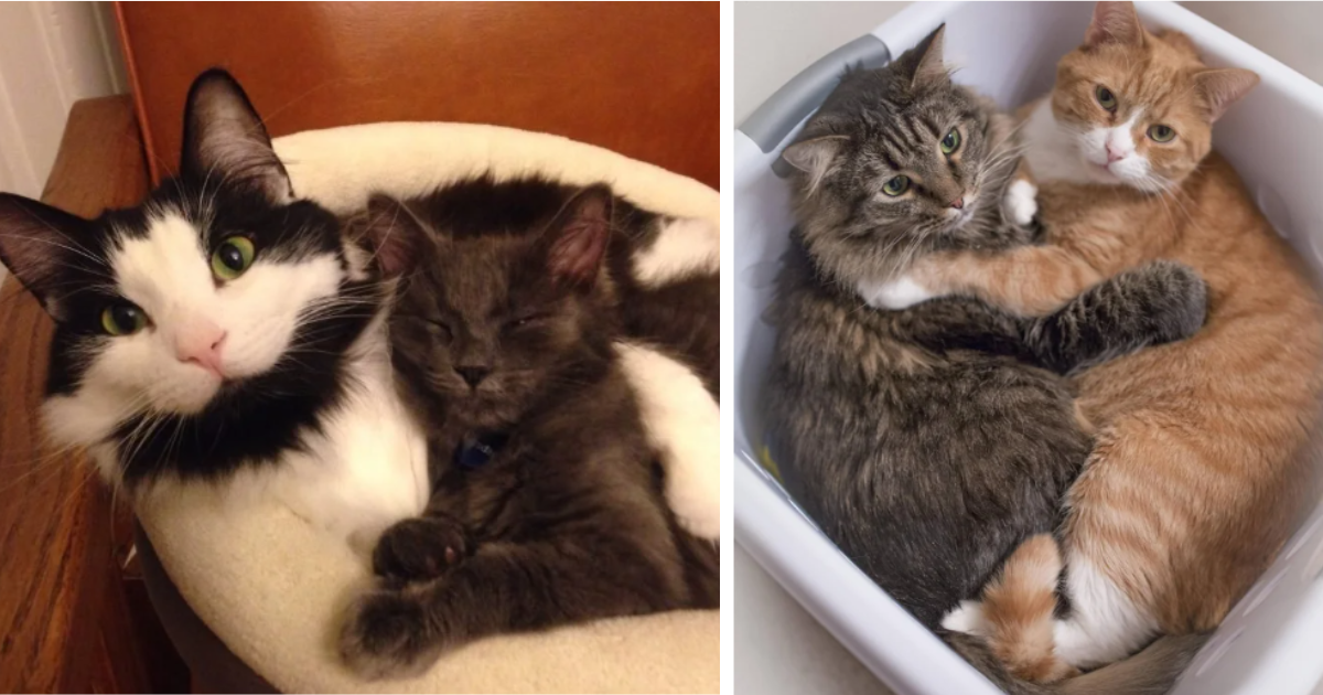 It's Hug 0'Clock: 20 Purrfect Pics Of Adorable Kitty Cats Snuggling Up ...