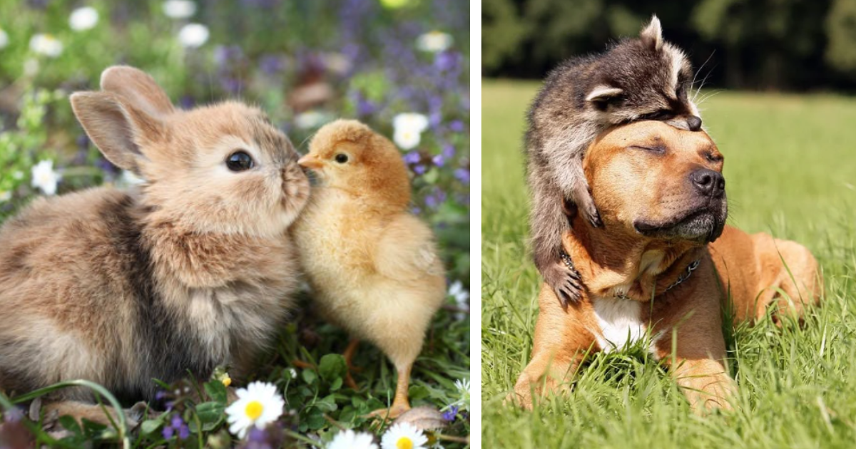 Amazing Animal Friendships: 23 Heartwarmingly Wholesome Pics Of Silly ...