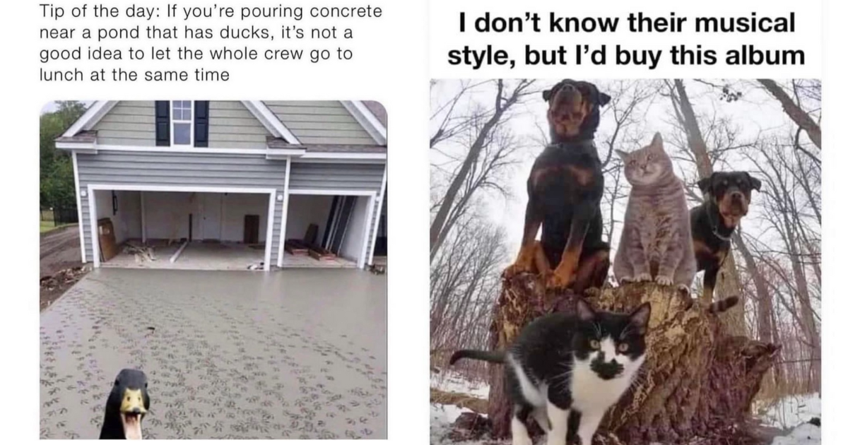 Critter Comedy: 20 Wild Animal Memes Worth Pawsing Your Day For ...