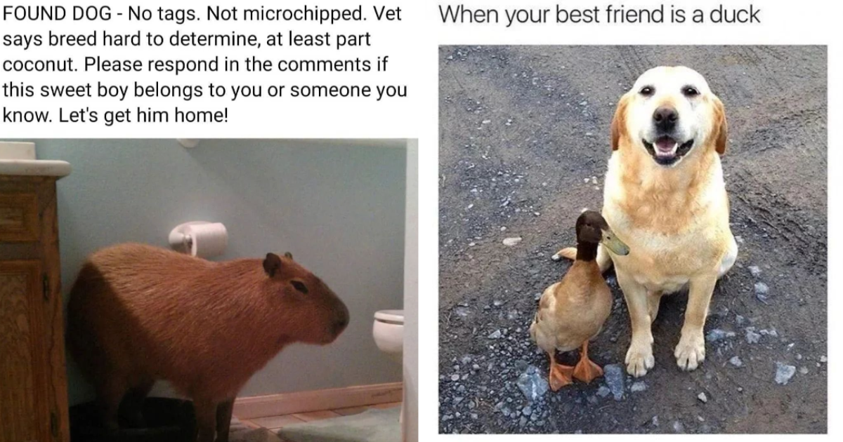 Pre-Week Self Care Memes - 16 Random Hilarious Animal Memes To Distract ...