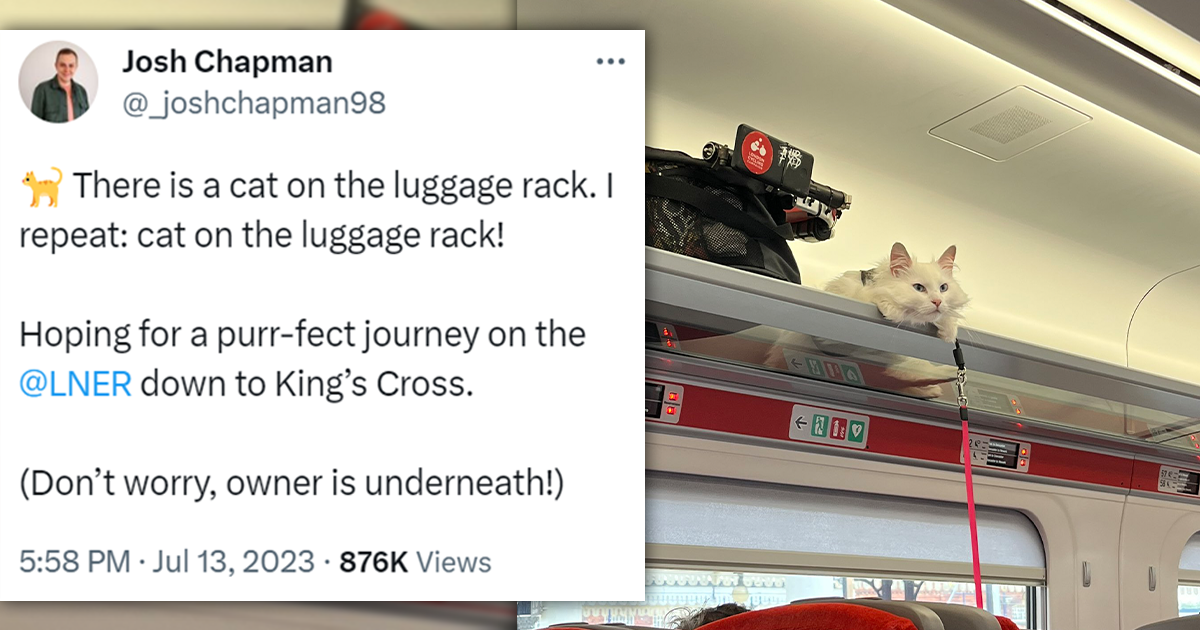 Cat Found Chilling On The Luggage Rack On A Train, Catmusement And Hilarity Ensues (Viral Tweets ...
