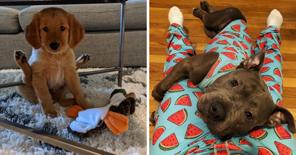 Sit, Stay, Scroll: Enjoy These Wholesome 40+ Random Dog Pics With No ...