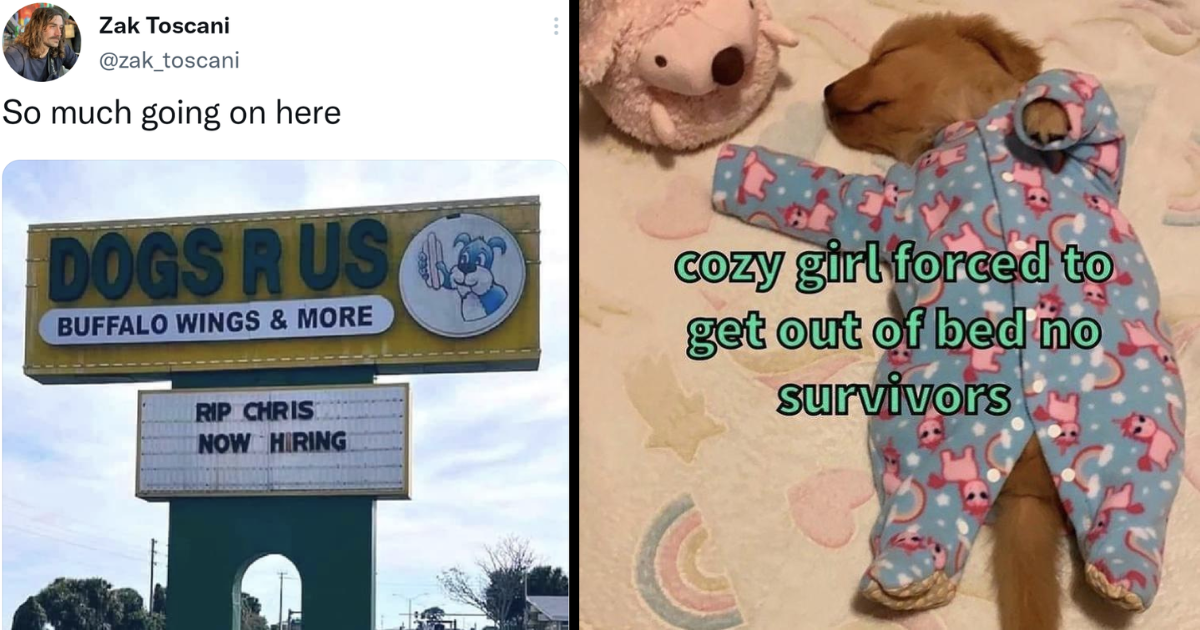 35+ Funniest Doggo Memes For All The Service Dogs With A Ruff Sense Of ...