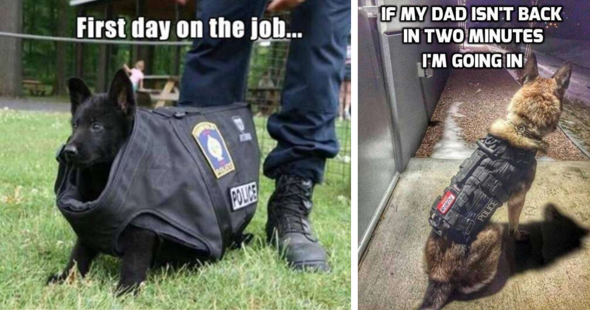 Barking Up the Career Tree: 18 Hilarious Memes of Working Canines ...