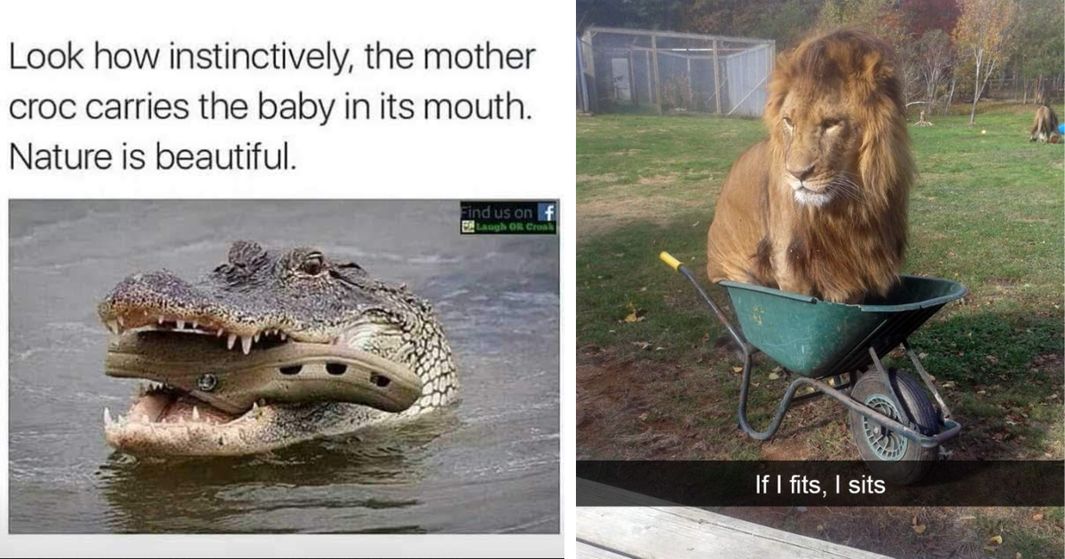 Wildly Hilarious: 20 Animal Memes Straight from the Jungles of the ...