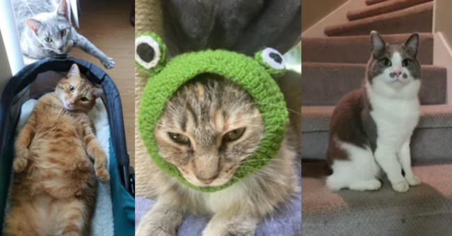 35 Purrfect Cat Pics Of Mood-Boosting Meows To Chase Away The Blues - I ...