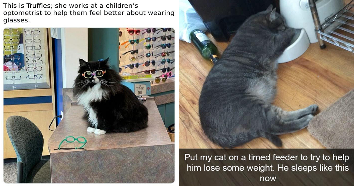 Sunday Morning Wake Up Call: Funny And Cute Cat Memes To Start Funday ...