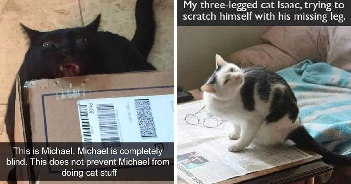 Friday Meme Madness: End Your Week In The Purrfect Way With Funny Cat Memes - I Can Has Cheezburger?