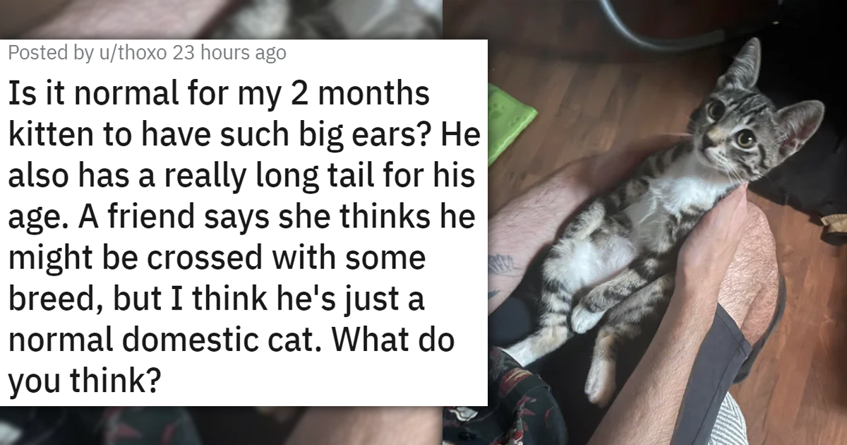 Cat Medley: The Cutest, Funniest And Most Catalicious Posts Of The Week ...