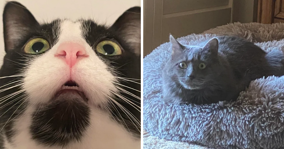 A Whirlwind Of 24 Flustered Felines Having An Existential Crisis To ...