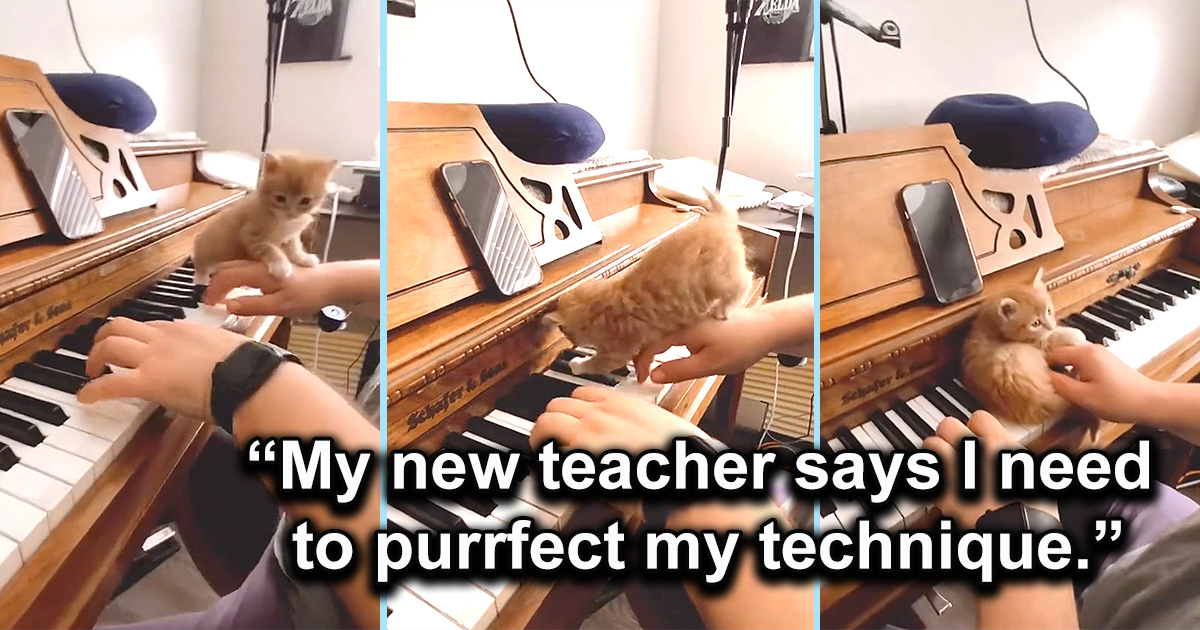The Purrfect Cat Meowstro: Pianist Gets Adorably Shown a Thing or 2 By ...