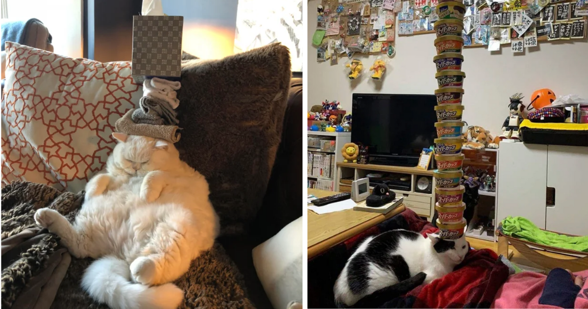 29 Pics Of Coaster Cats Brilliantly Balancing Outrageous Objects On ...