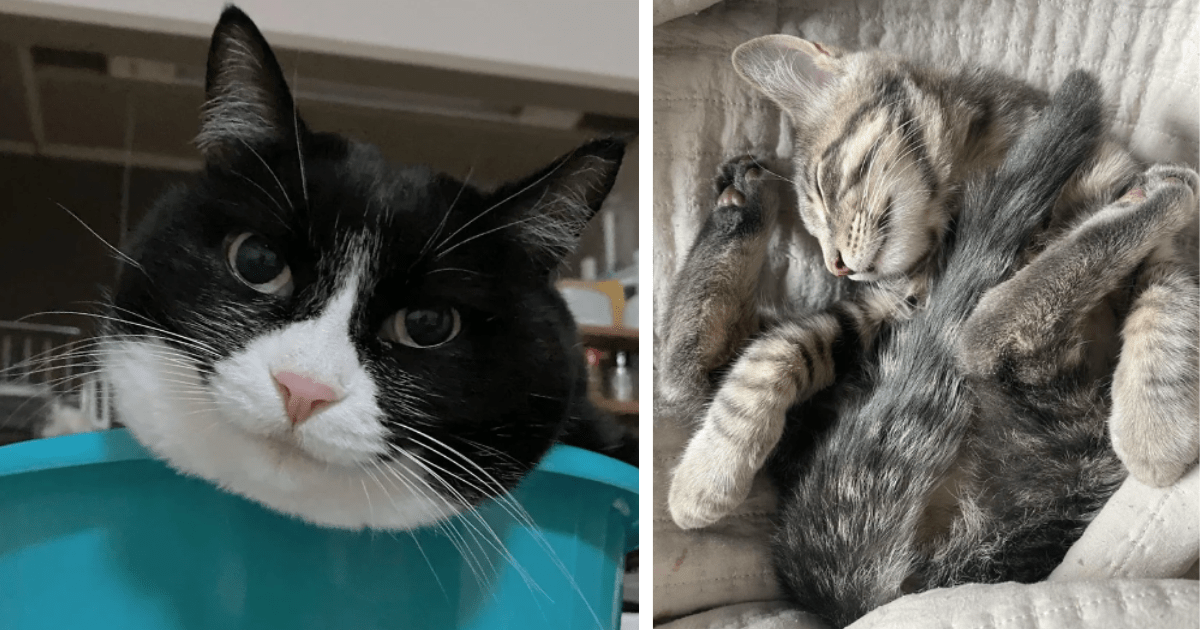 Press Paw-se And Purruse These 27 Pawdorable Kitty Pics Of Pure ...