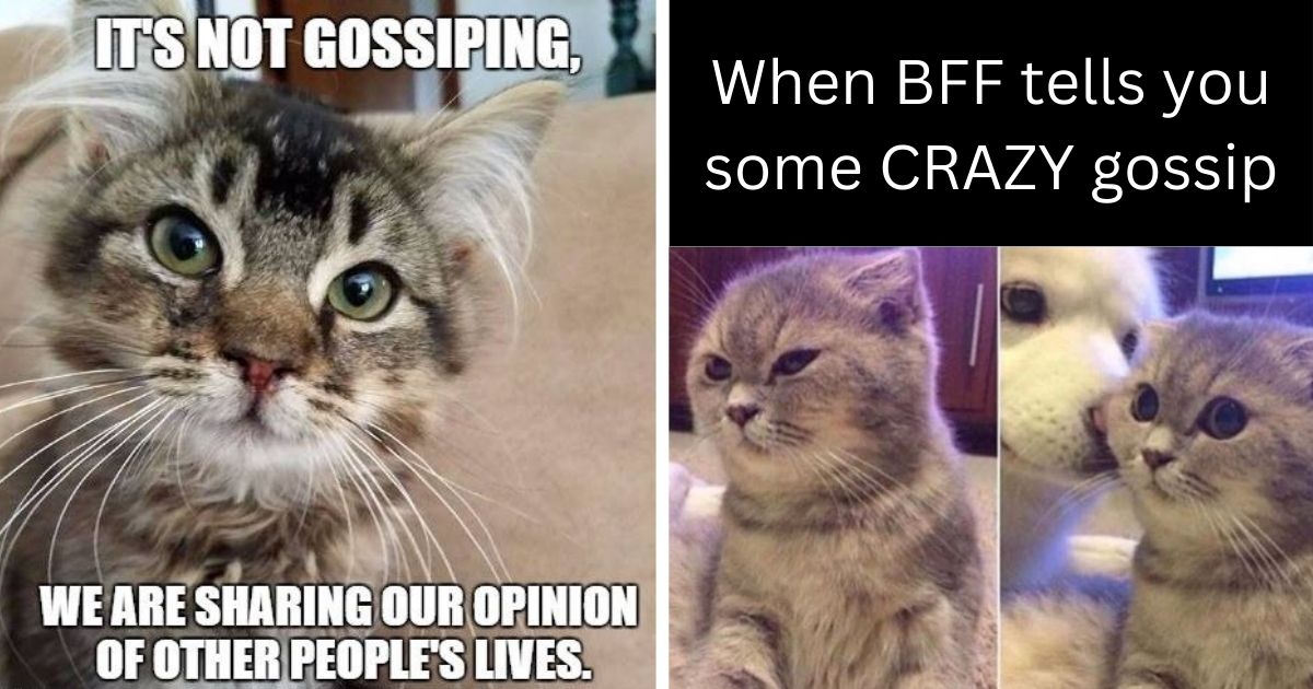 Chatty Kitty: 30 Cat Memes Proving They Would Gossip More Than Humans ...