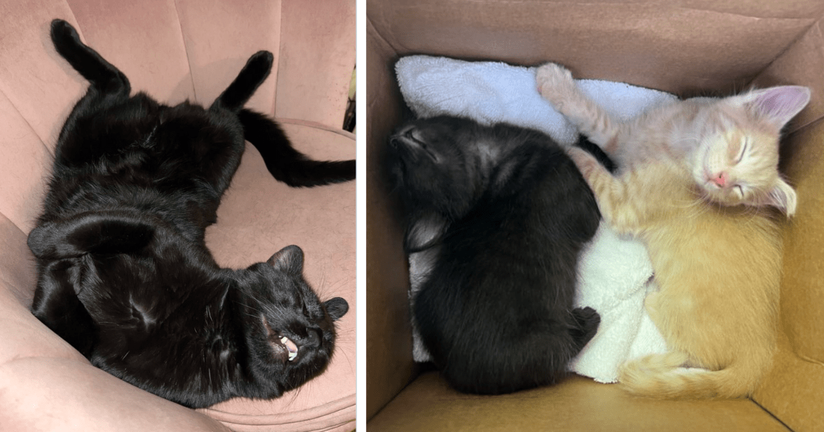 Slumber-time Sadness, The Remix: 28 Tweets Of Seriously Sleepy Kitties ... Slumber-time Sadness, The Remix: 28 Tweets Of Seriously Sleepy Kitties ...