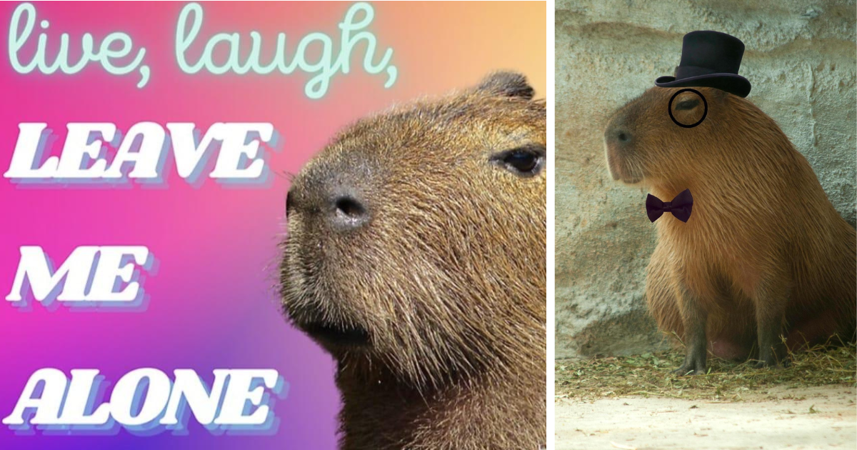 Crazy Cute Capy Comedy: 21 Captastic Pics And Memes Of Adorable Coconut ...