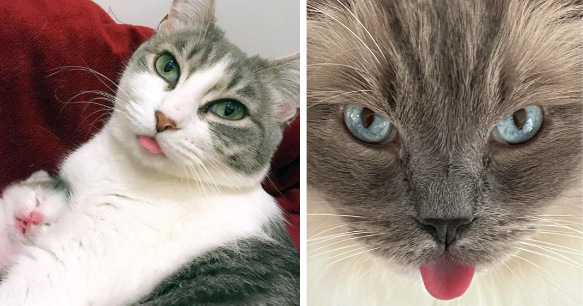 Beloved And Beautiful Bleps: 22 Purrfect Pics Of Ameowzingly Adorable ...