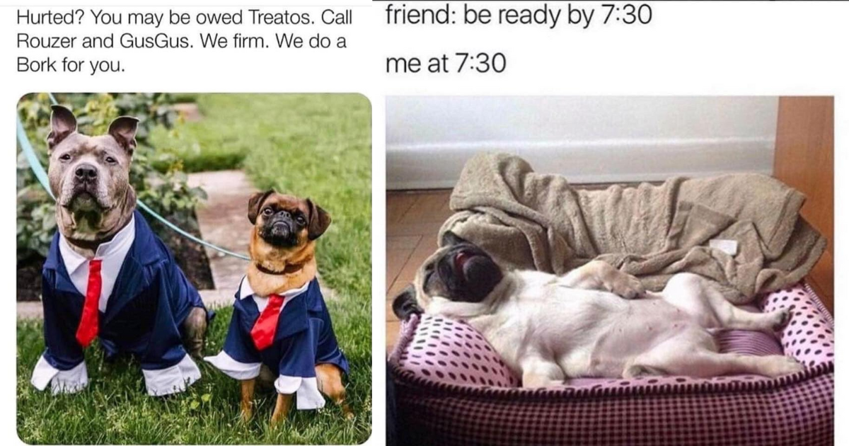 Bone-a-fide Fun: 27 Unleashed Dog Memes to Bark About - Animal Comedy ...