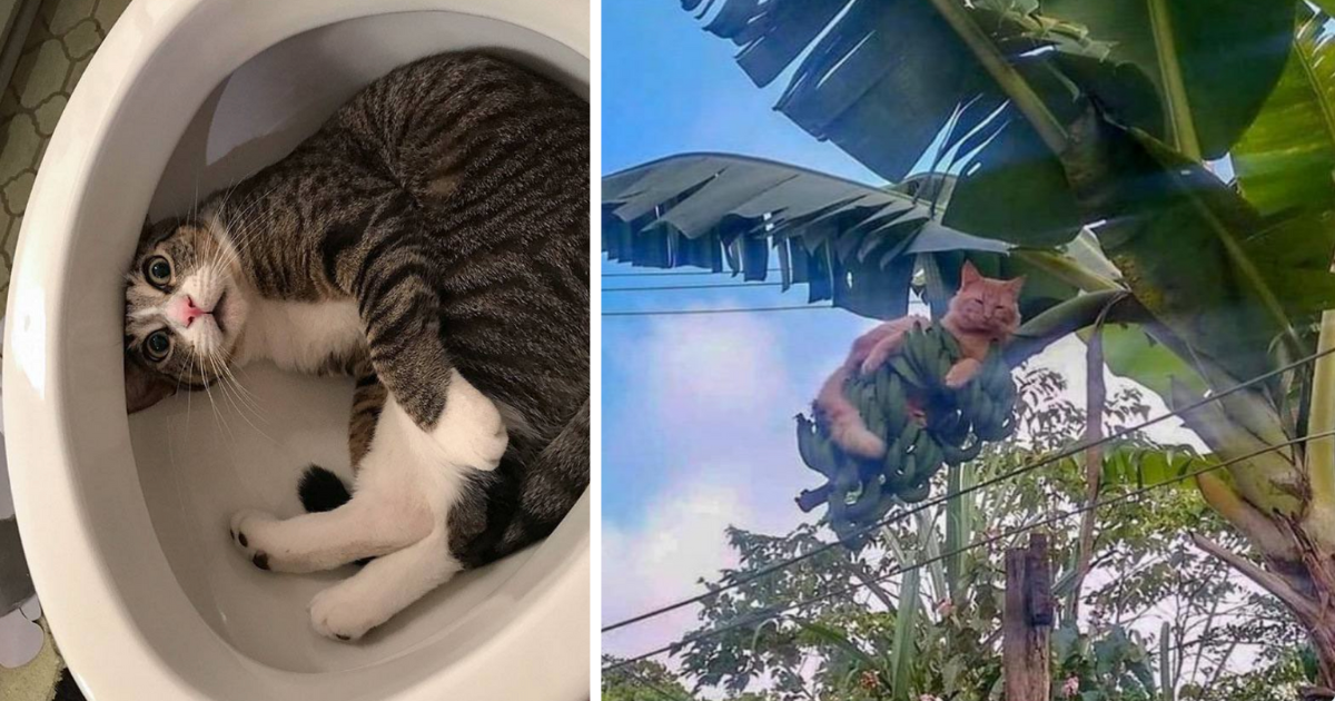 34 Hilariously Misplaced Kitties That Are Too Cool For School And Go ...