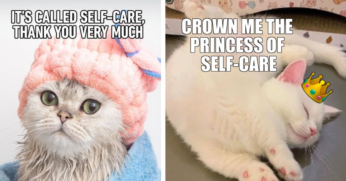 Treat Yo-Self: 30 Wholesome Cat Memes Reminding You to Prioritize Self ...