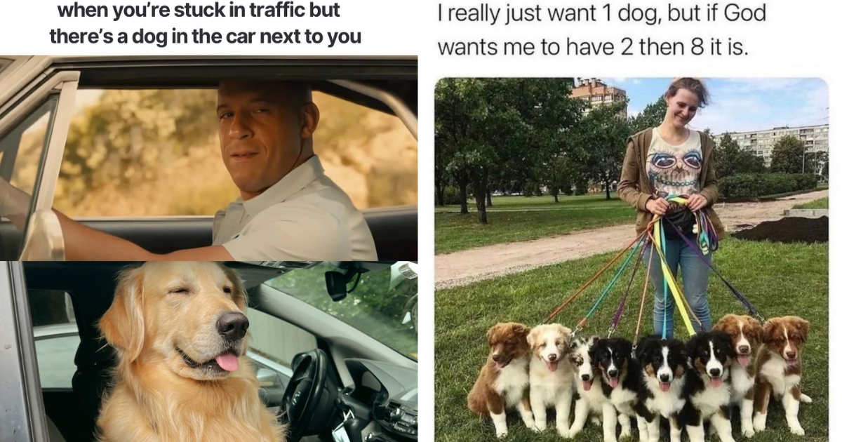 Fur-static Doggo Memes For A Thursday Pick Me Up In The Office (19 ...
