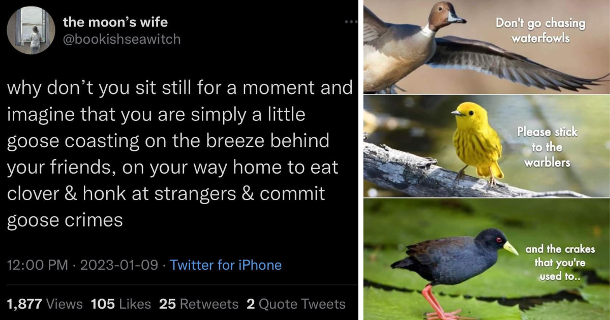 Swing By On Saturday For 34 Rib-Tickling Animal Memes To Carefully ...