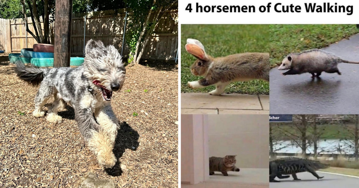 Animals With A Pep In Their Step Galloping, Jumping, And Frolicking ...