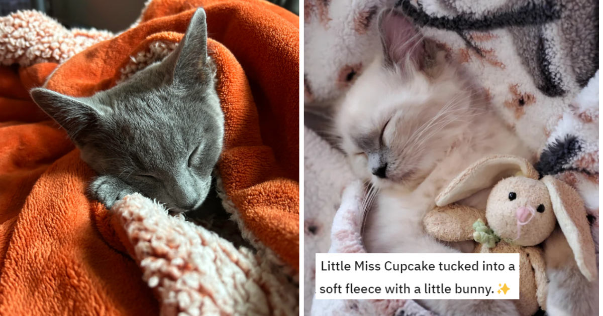 20 Pawdorable Kitties All Tuckered Out And Tucked In After Their ...