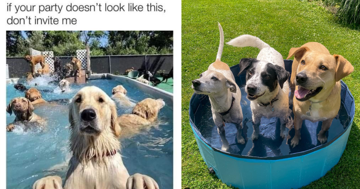 Your Invite To The Doggy Pool Pawty - 18 Pawdorably Wholesome Doggos ...