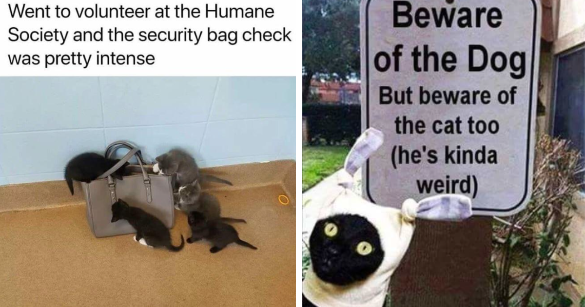 Meowtastic Monday Memage: A Clawtastic Collection Of 31 Hissterical Cat ...