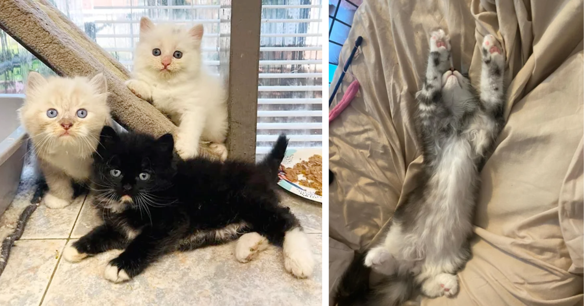 Are You Kitten Me: 20 Purrfect Pics Of The Most Adorable Fur Babies On The Interwebs - I Can Has ...