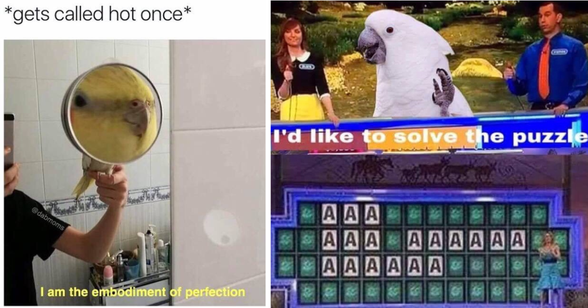 Birbtastic Meme Medley: 30 Squawktastically Silly Memes Of Boisterous ...