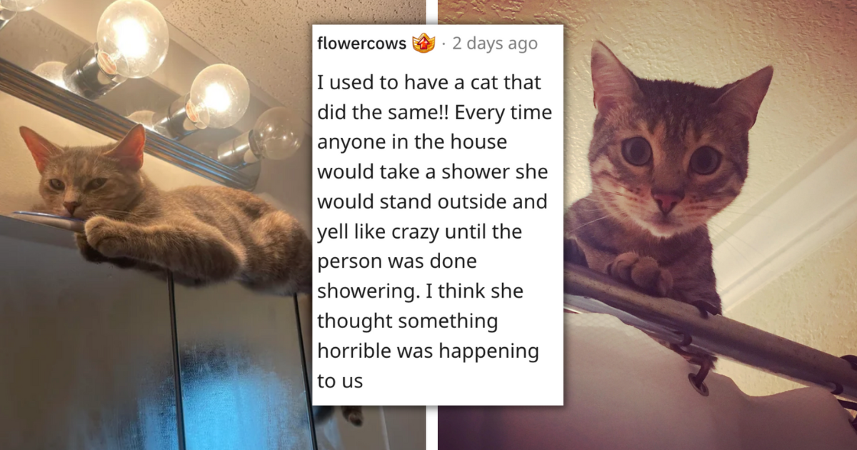 27 Silly Shower Cats And Why They Scream At You While You Willingly Get ...