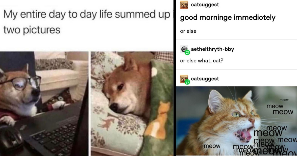 40 Hilarious Animal Memes To Start Monday With Some Pawsitive Momentum ...